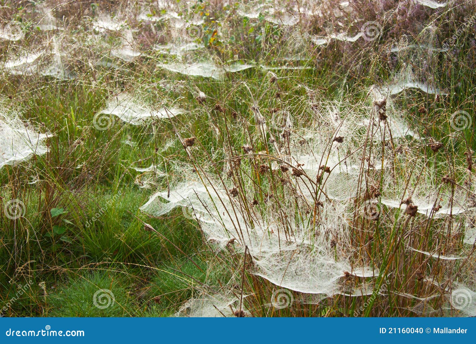 Spider webs stock photo. Image of disgust, pasture, area - 21160040