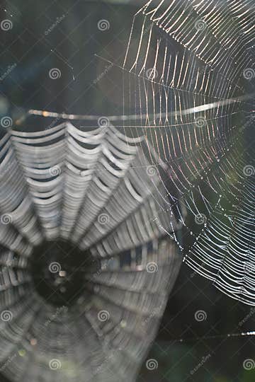 Spider webs stock image. Image of nature, haloween, details - 3145835