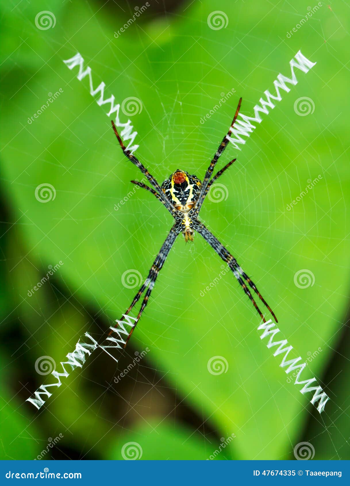 Spider and webs stock image. Image of insect, nature - 47674335