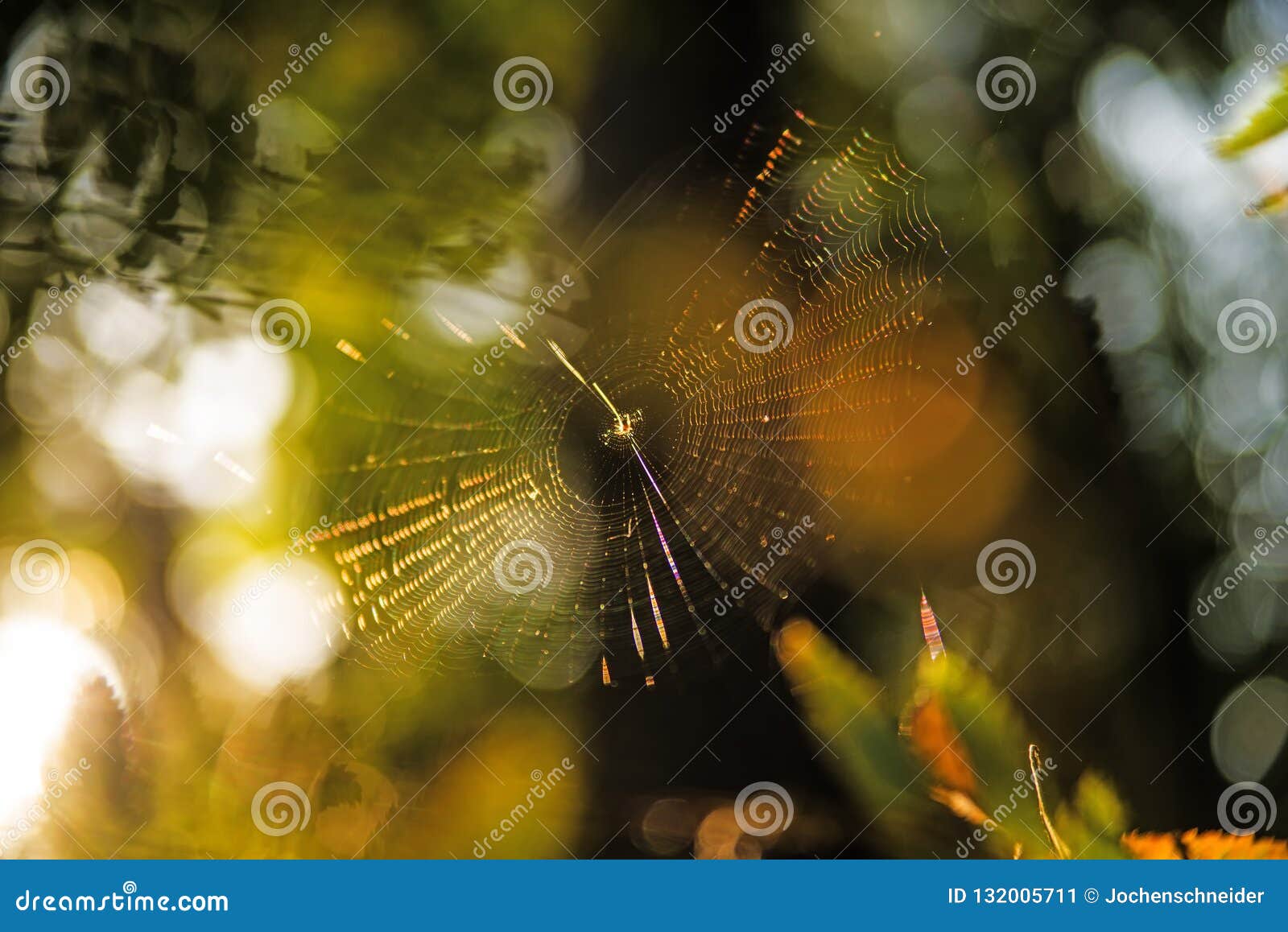 Spider webs in back light stock image. Image of shining - 132005711