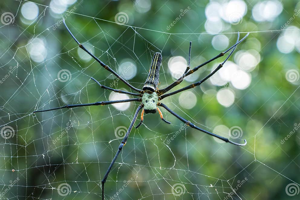 Spider Webs on the Beautiful Trees in the Morning. Stock Image - Image ...