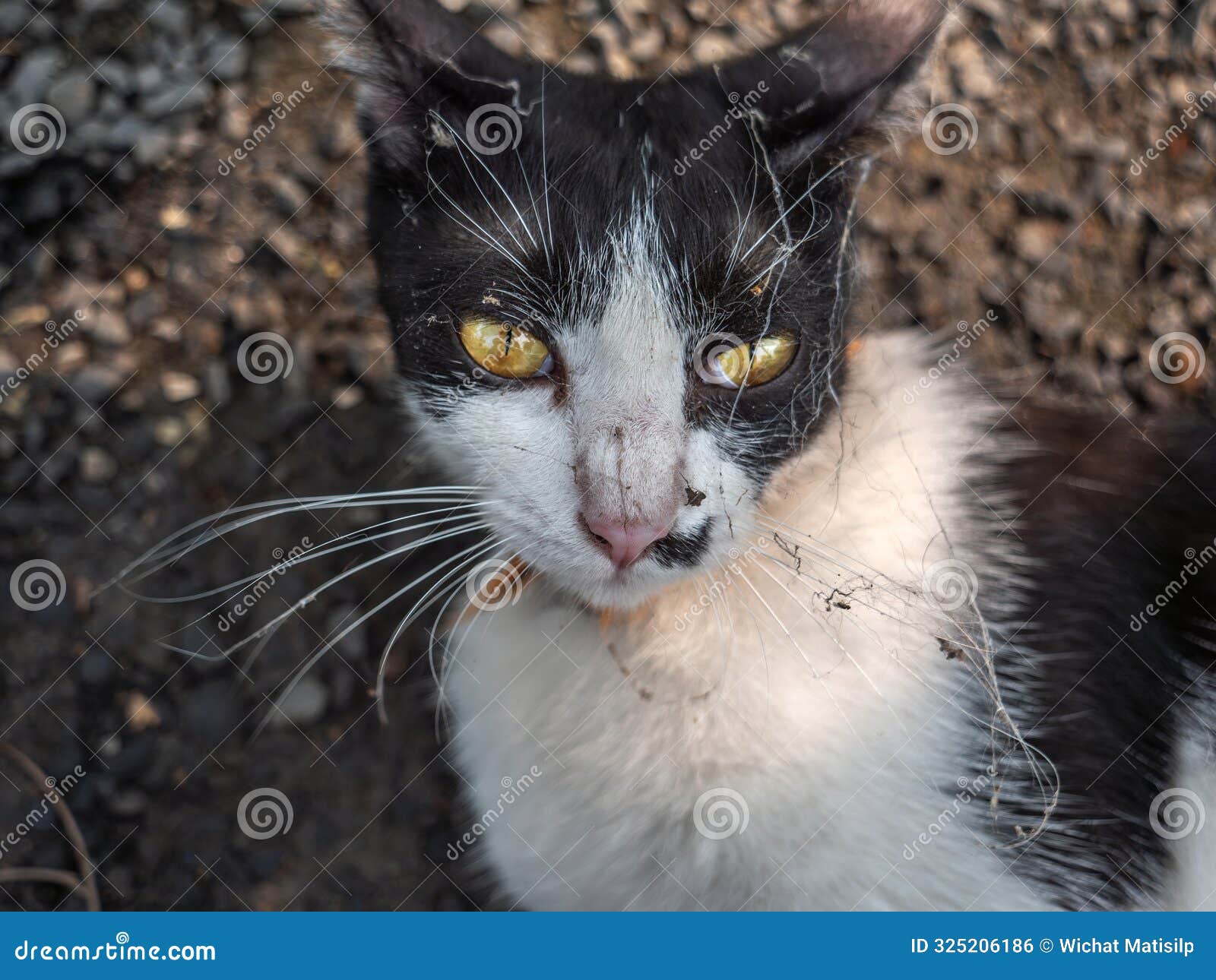 Spider Webs on the Black and White Cat S Face Stock Photo - Image of ...