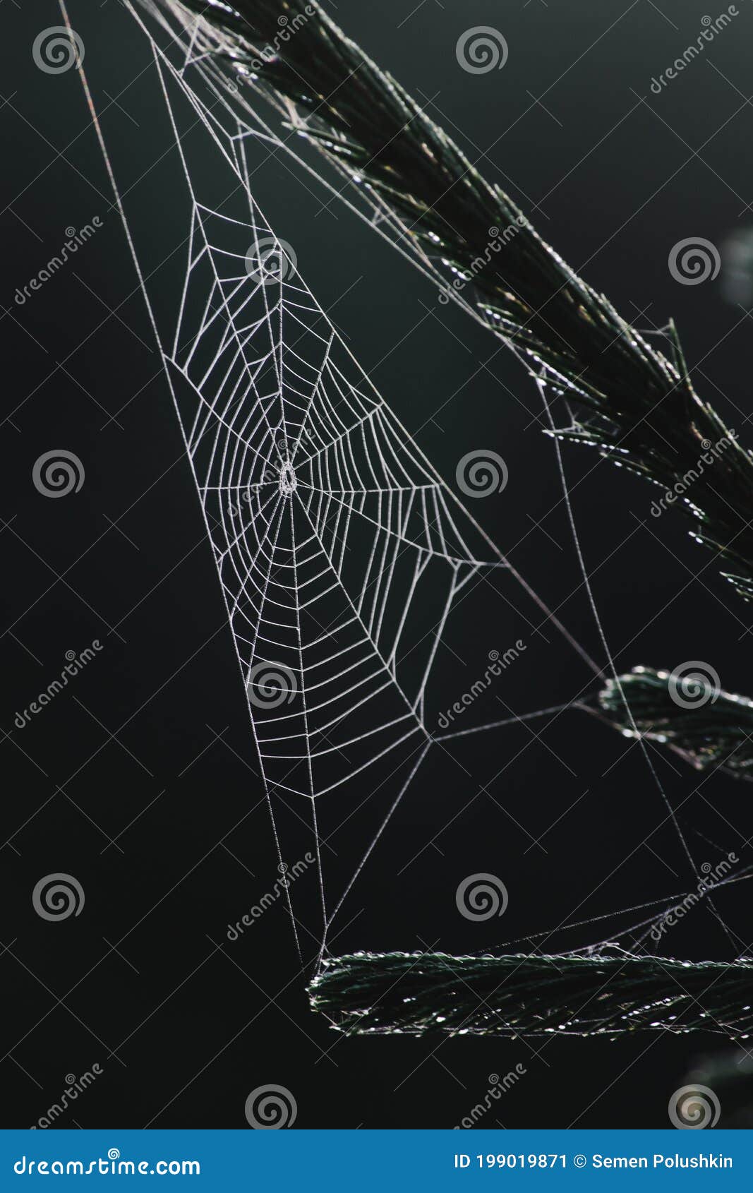 Spider Webs on the Branches Stock Image - Image of pattern, symmetry ...