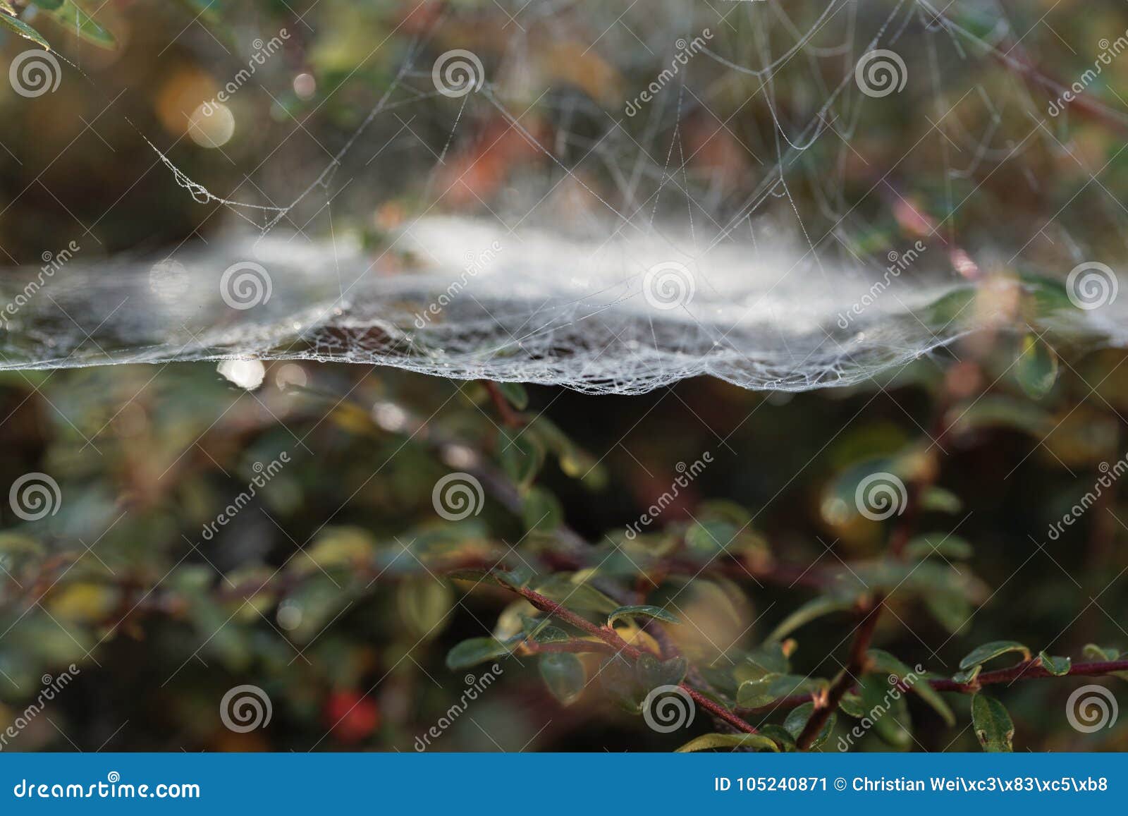 Spider webs with dew drops stock image. Image of pattern - 105240871