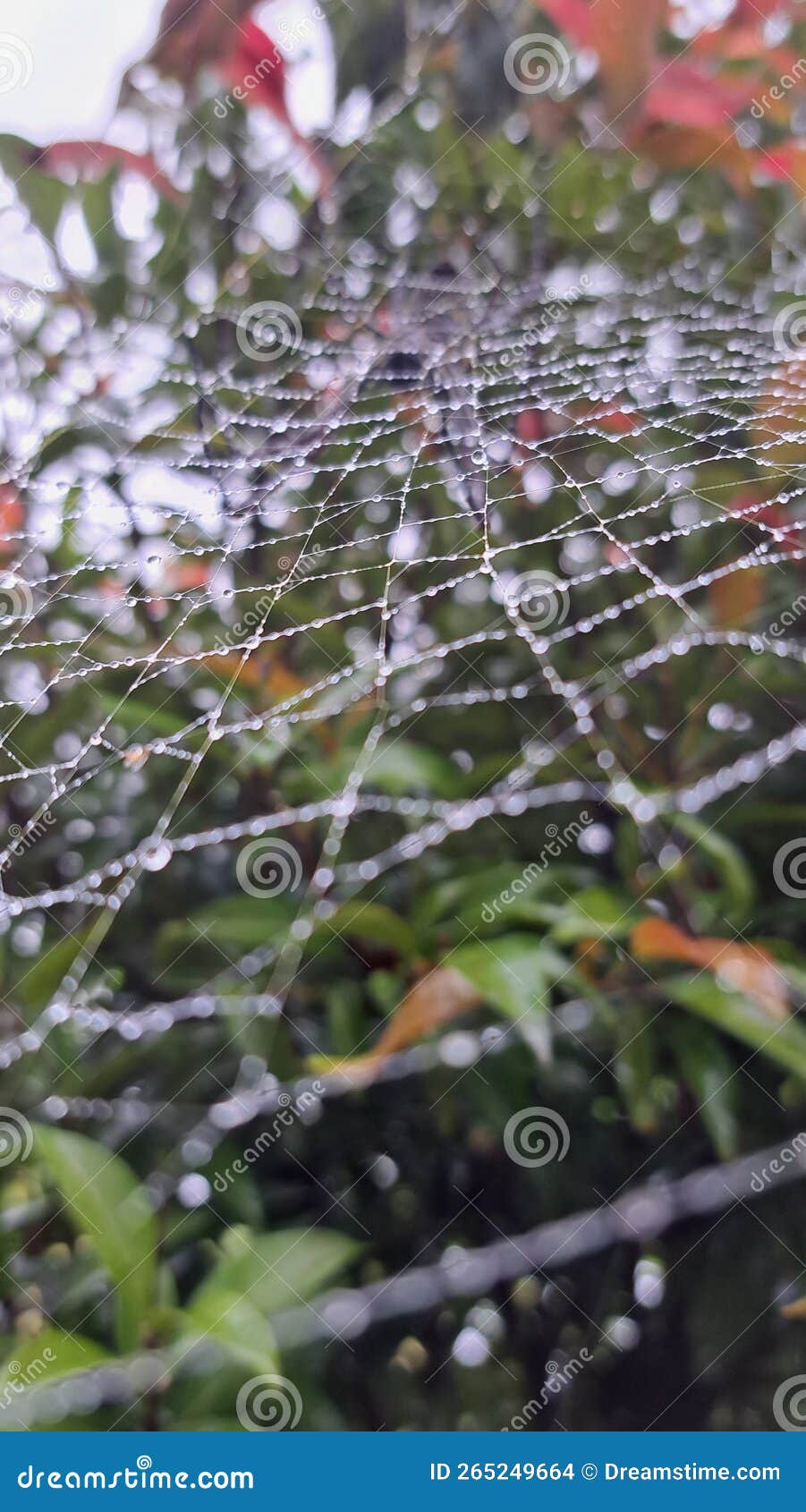 Spider webs dew mountain stock photo. Image of spiderweb - 265249664