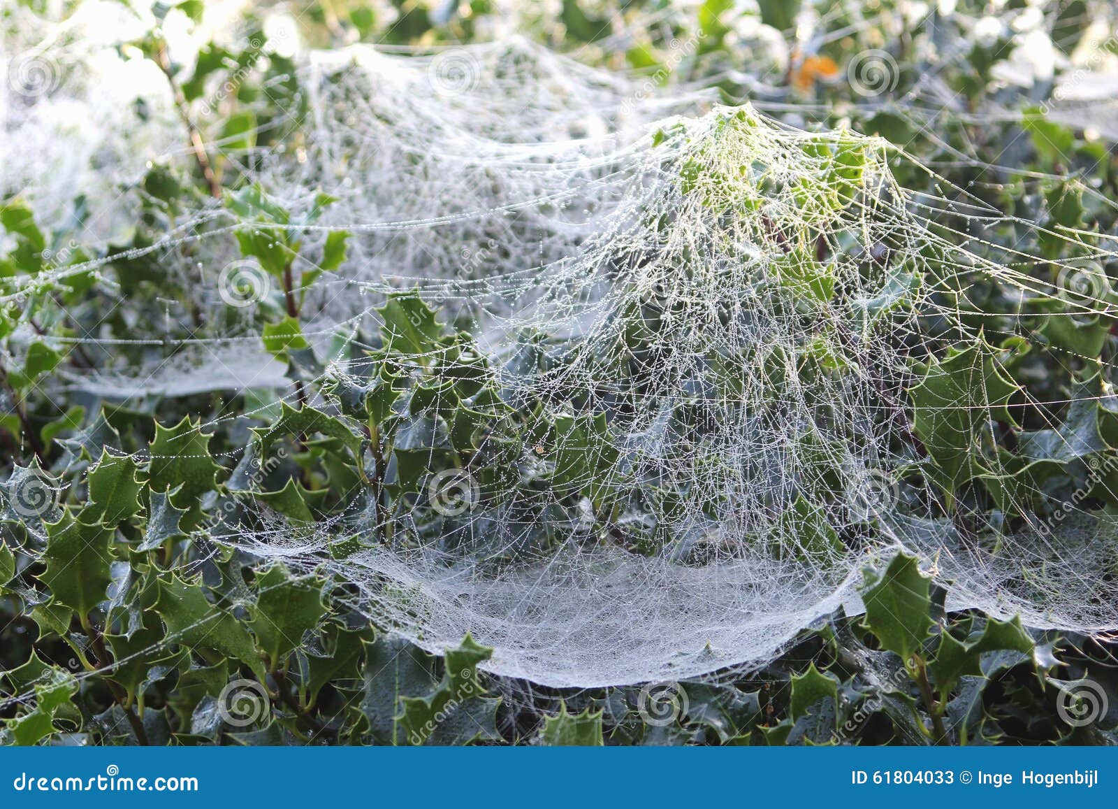 Spider Webs Dewdrops Dawn Holly Tree, Netherlands Stock Image - Image ...