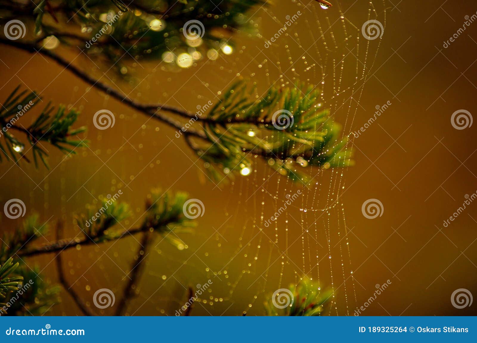 Spider Webs Entangled in a Ridge of Small Pines Stock Photo - Image of ...