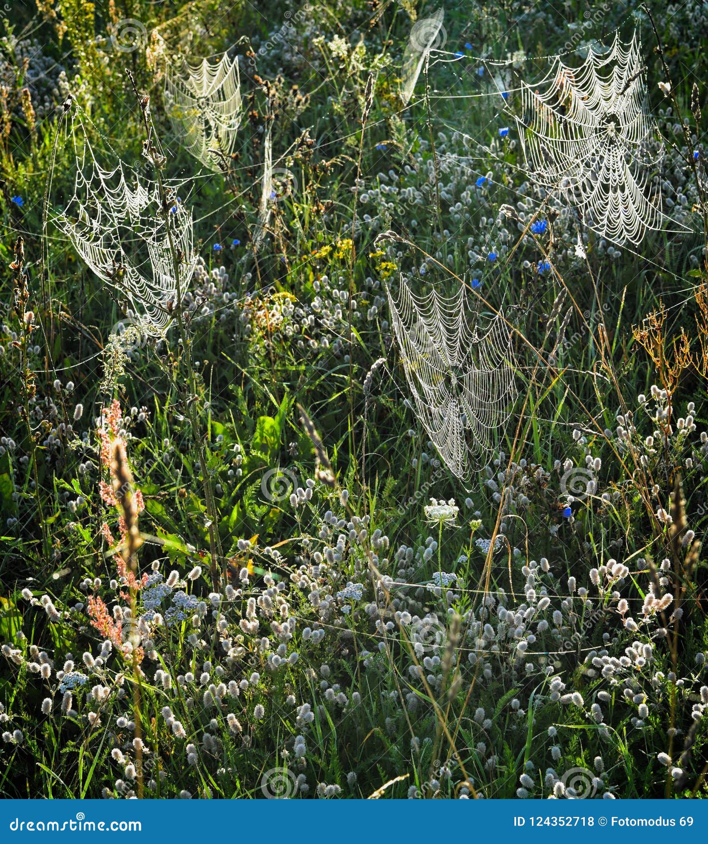 Spider Webs in the Fields 3 Stock Photo - Image of fields, coming ...