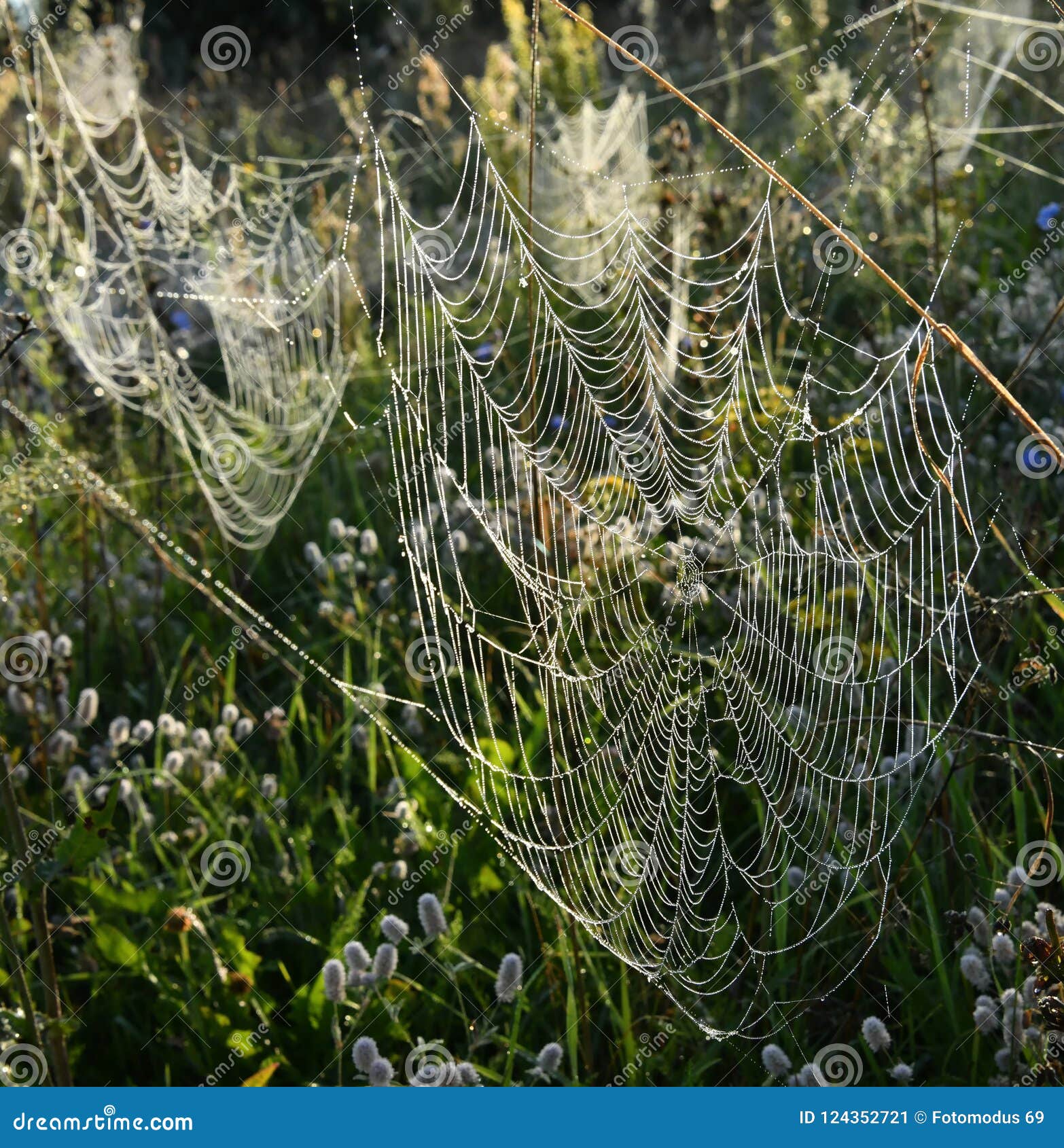 Spider webs in the fields stock image. Image of fields - 124352721
