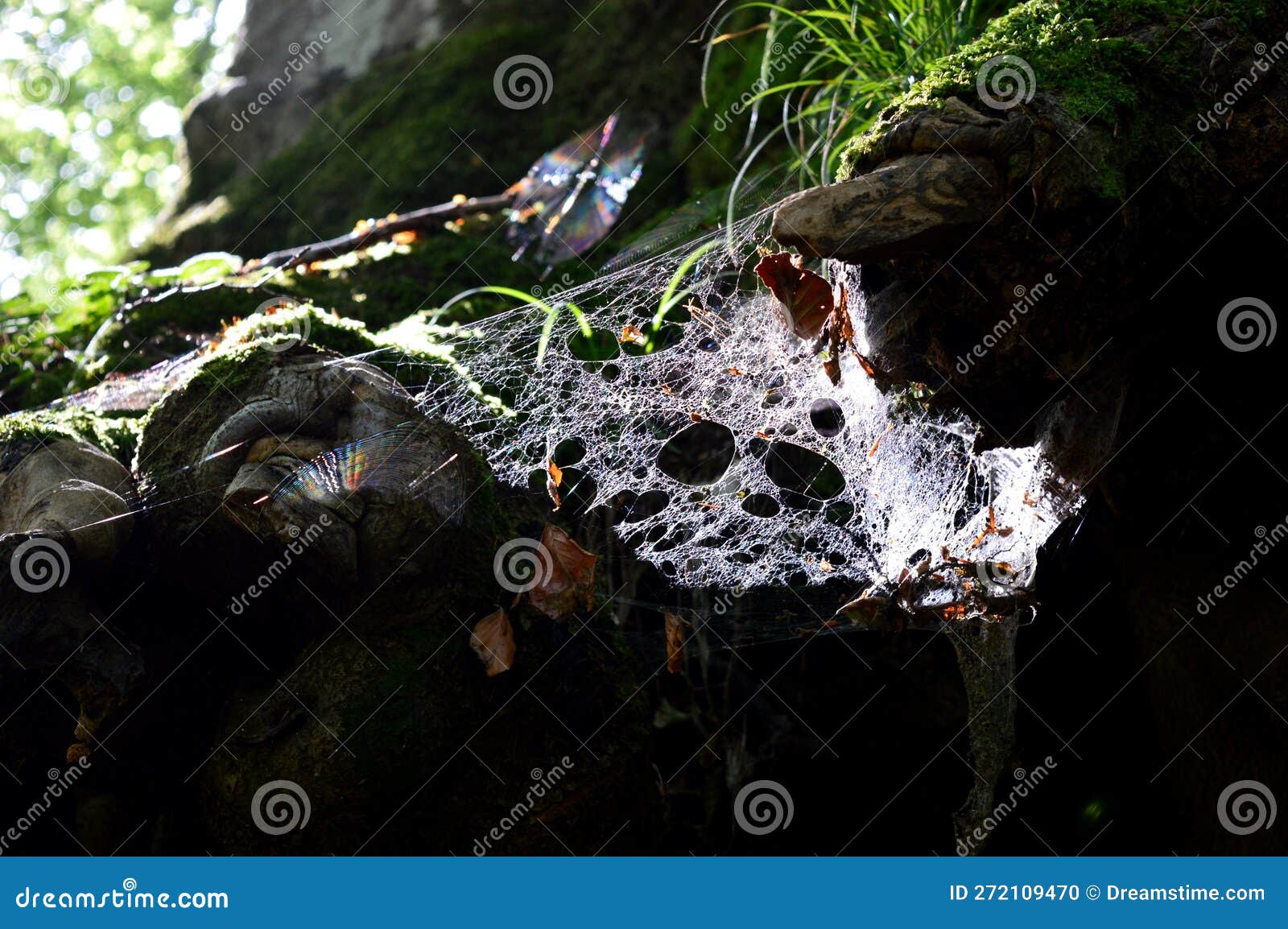 Spider webs in the forest stock photo. Image of jungle - 272109470
