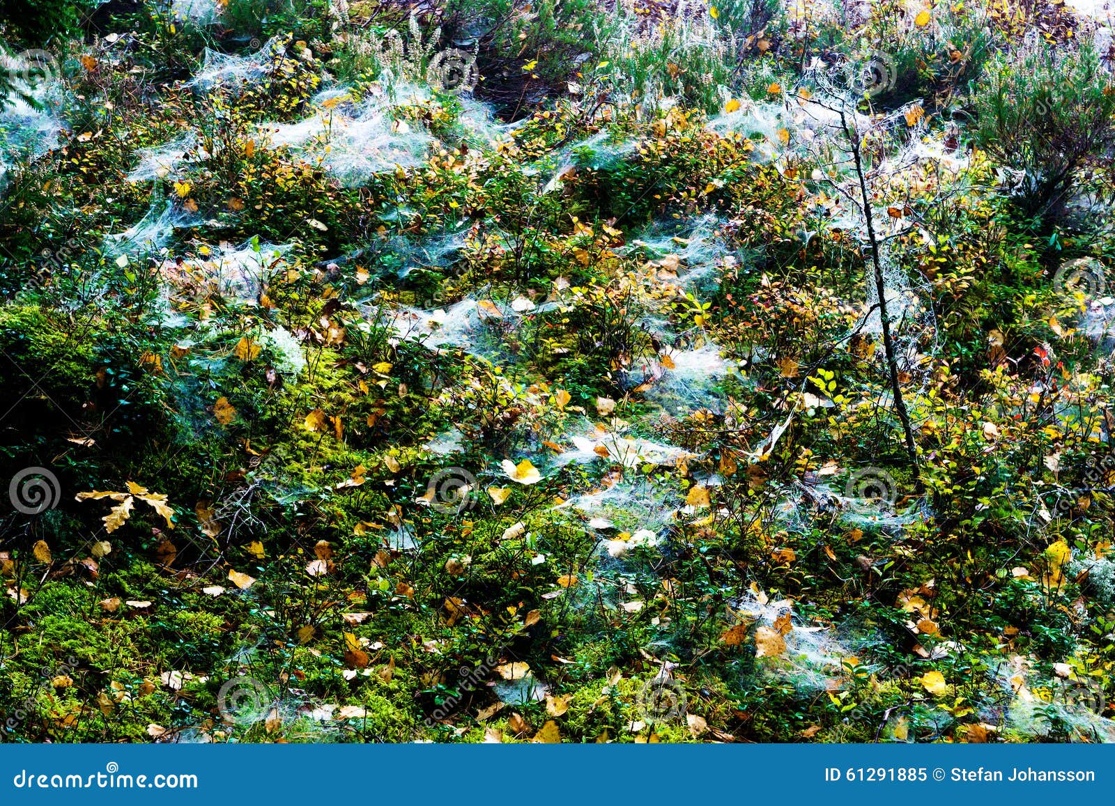 Spider webs stock image. Image of sweden, background - 61291885