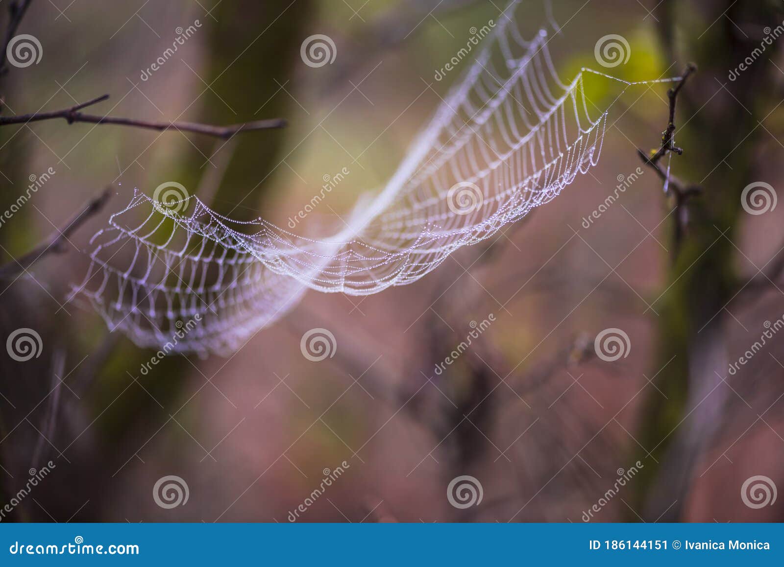 Spider webs on the morning stock image. Image of playing - 186144151