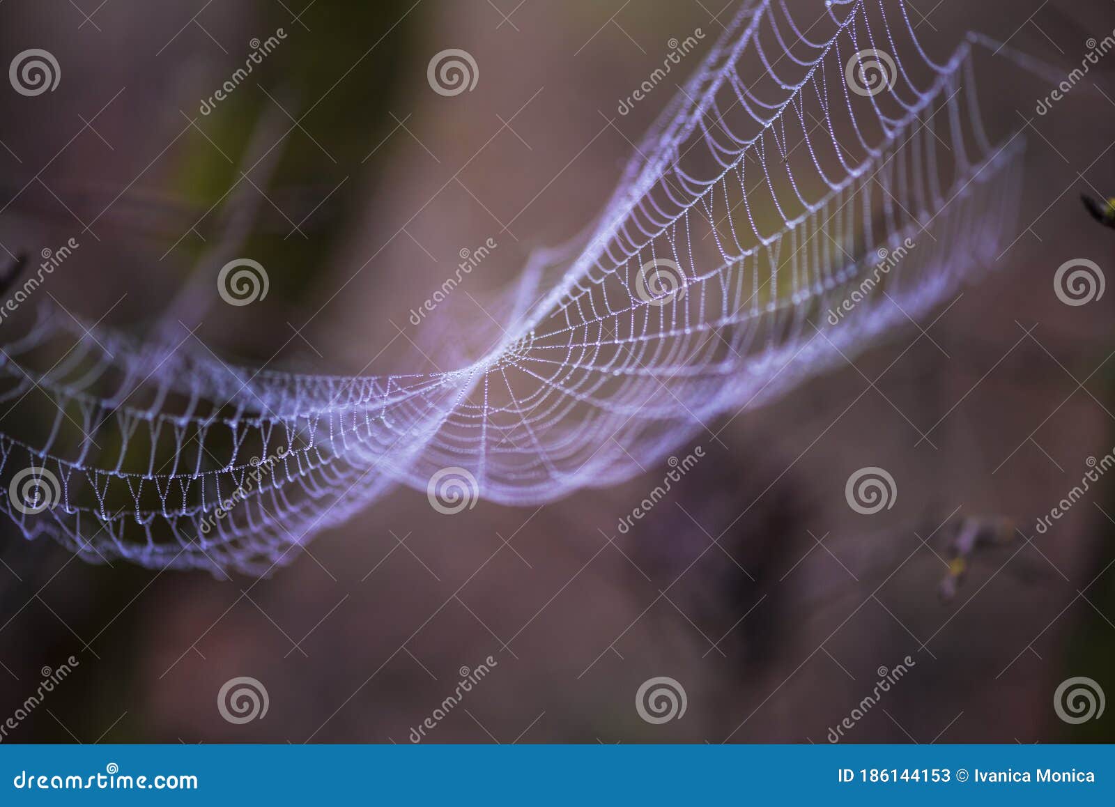 Spider webs on the morning stock image. Image of fresh - 186144153