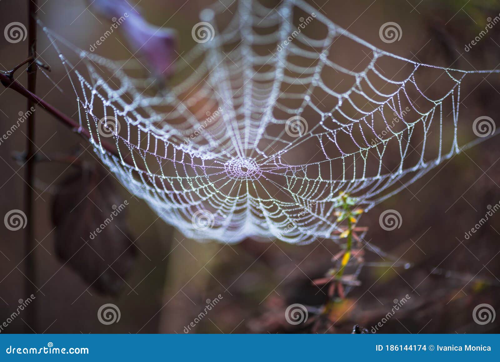 Spider webs on the morning stock photo. Image of pink - 186144174