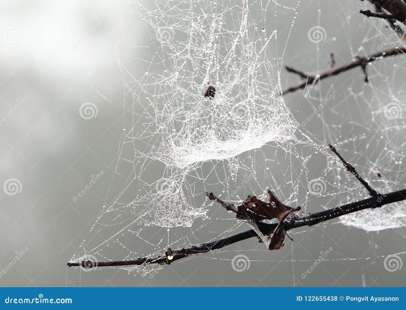 Spider Web in the Morning Forest. Stock Photo - Image of nature ...
