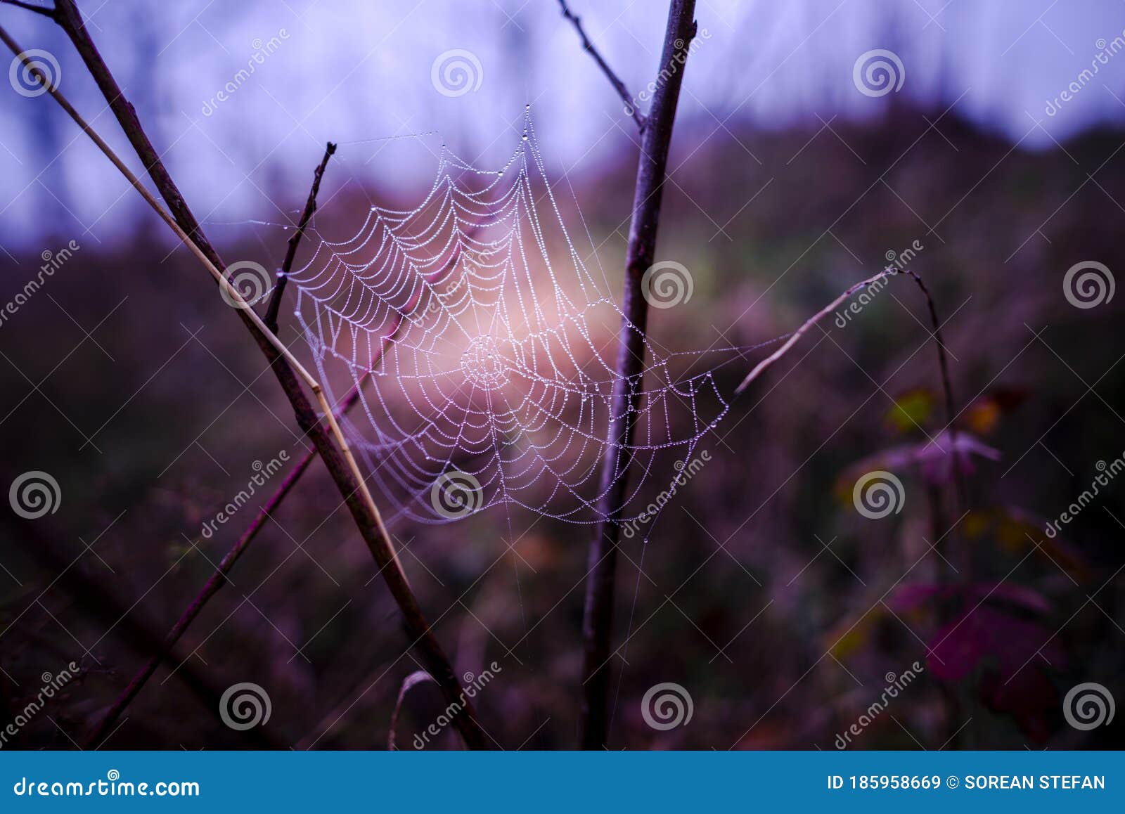 Spider webs in he morning stock image. Image of outdoor - 185958669