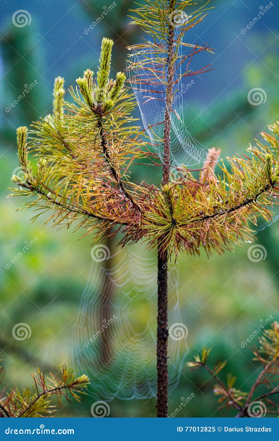 Spider webs on pine stock image. Image of colorful, effect - 77012825