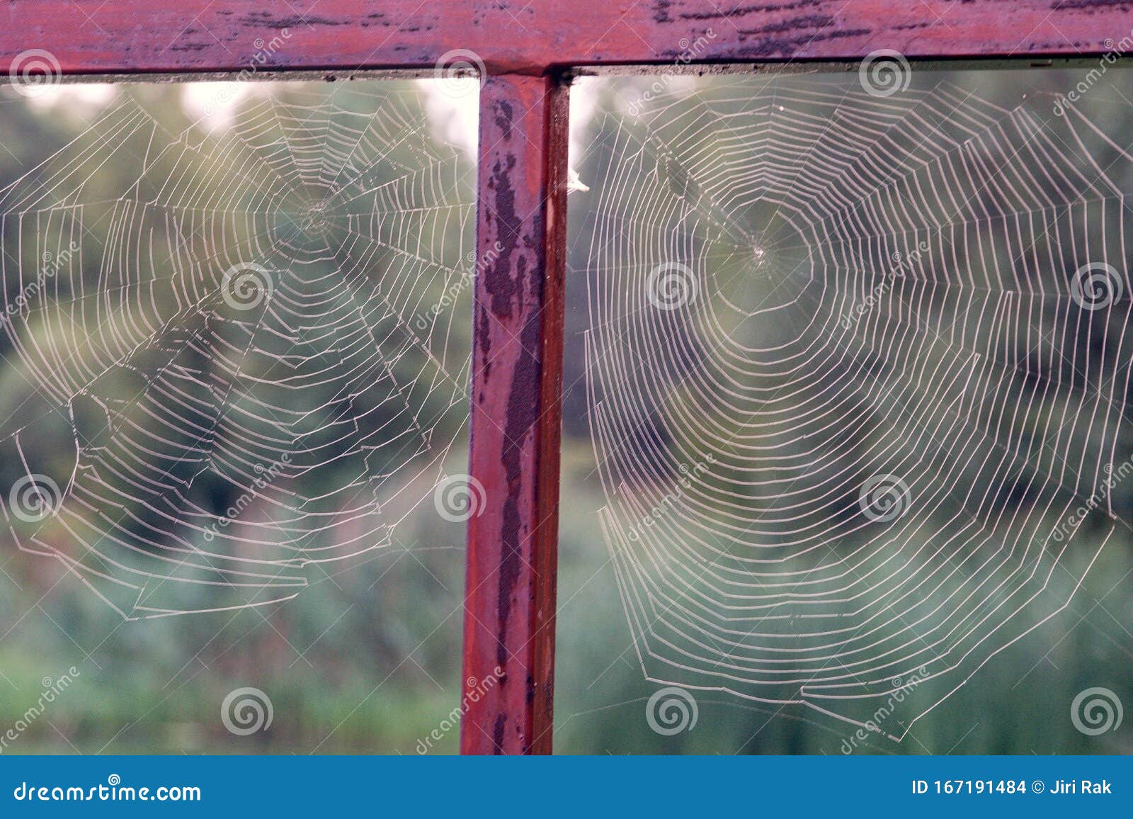 Spider webs at rail stock photo. Image of rail, rusty - 167191484