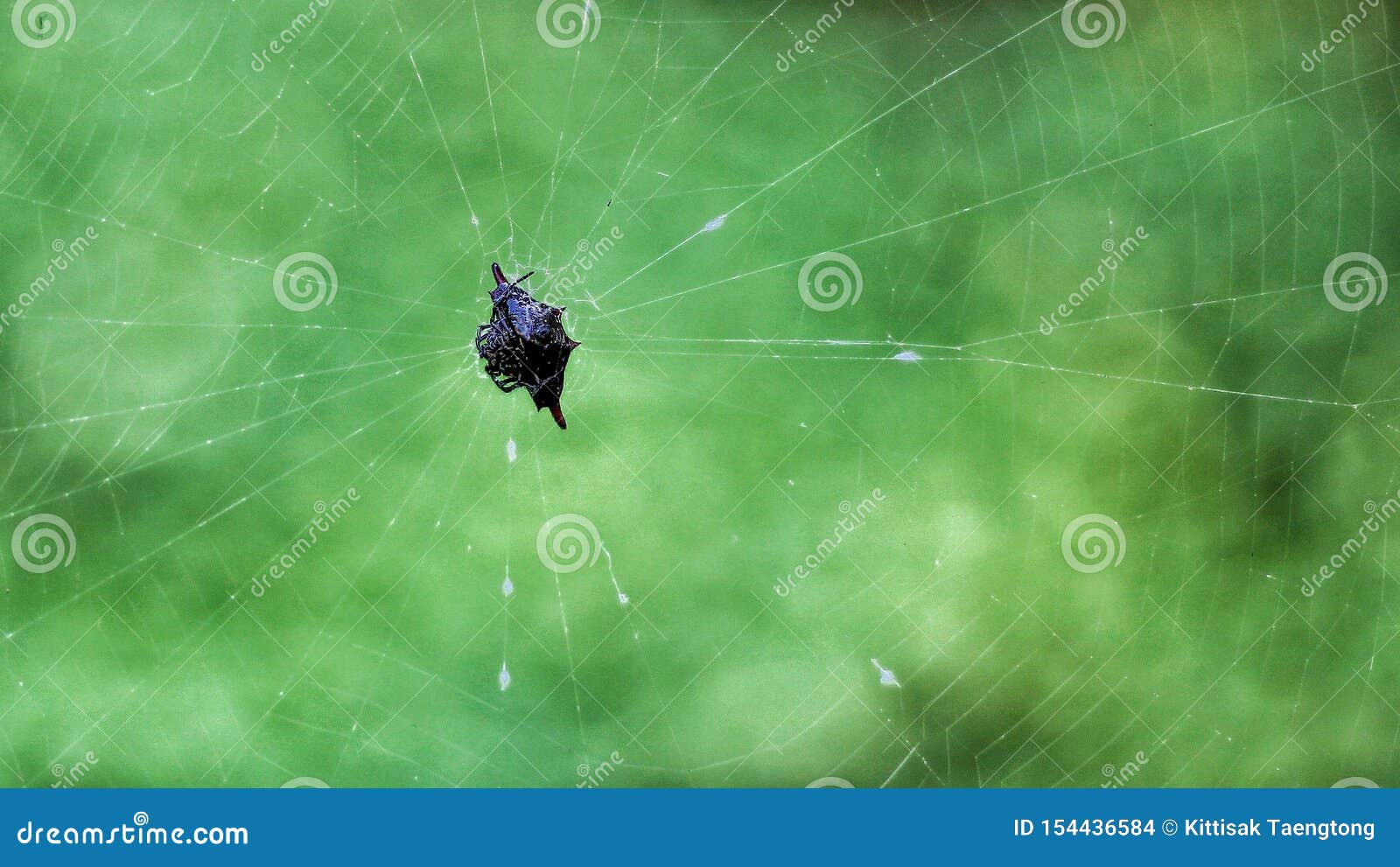 Spider Webs are Traps. for Survival Stock Photo - Image of survival ...