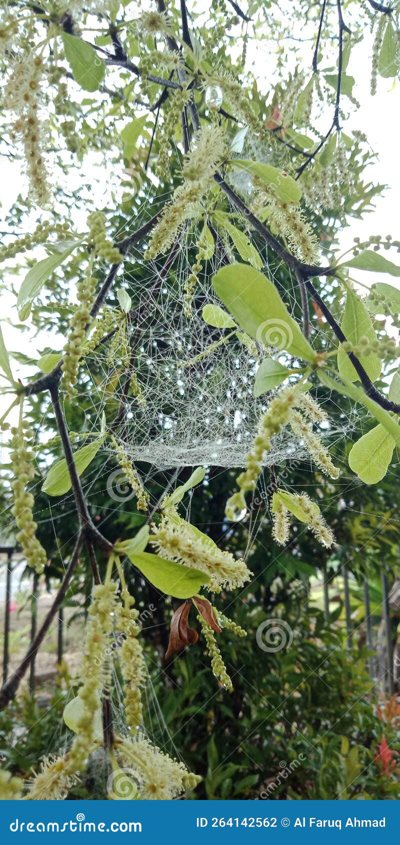Spider webs on the tree stock photo. Image of branch - 264142562