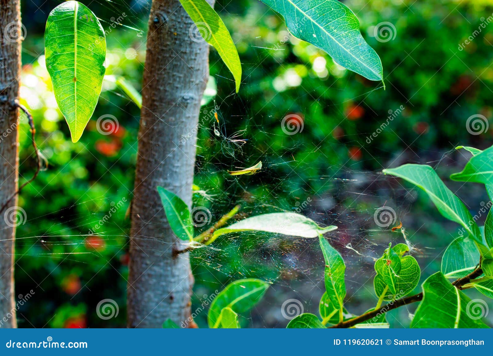 Spider webs on the tree. stock image. Image of hunt - 119620621