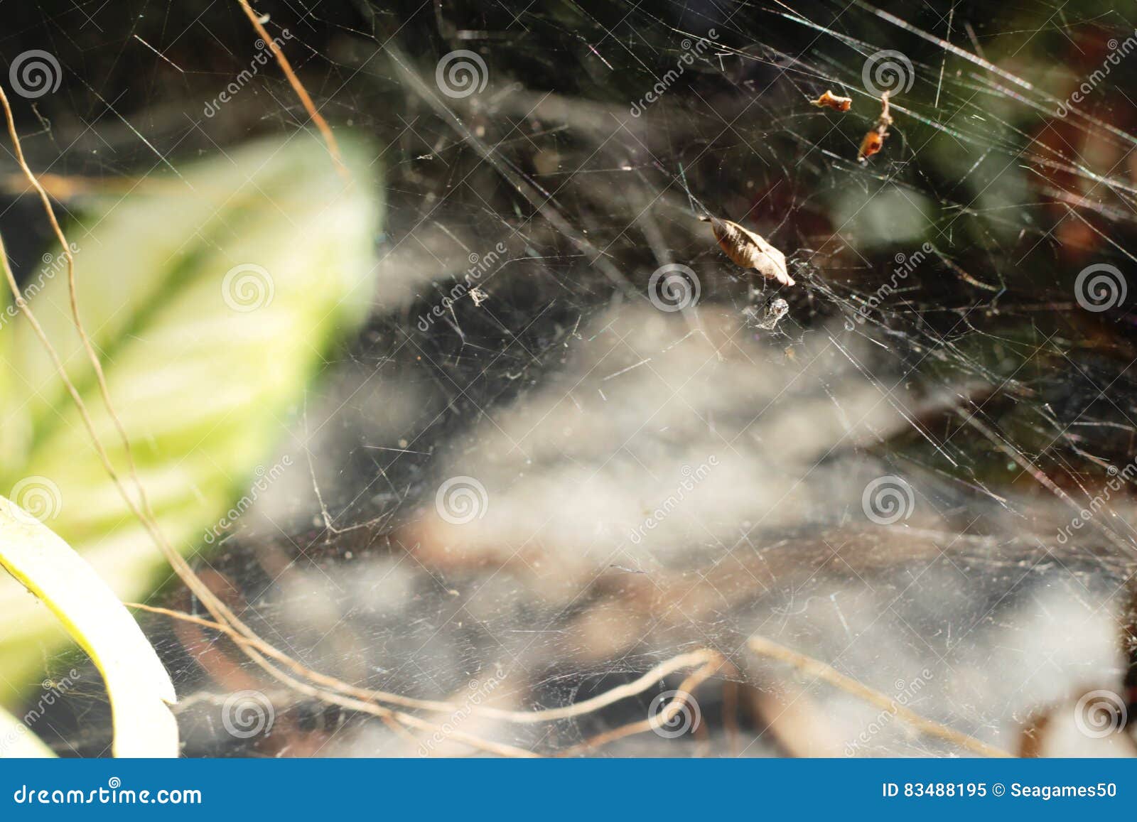 Spider Webs on Tree in the Nature. Stock Image - Image of design ...