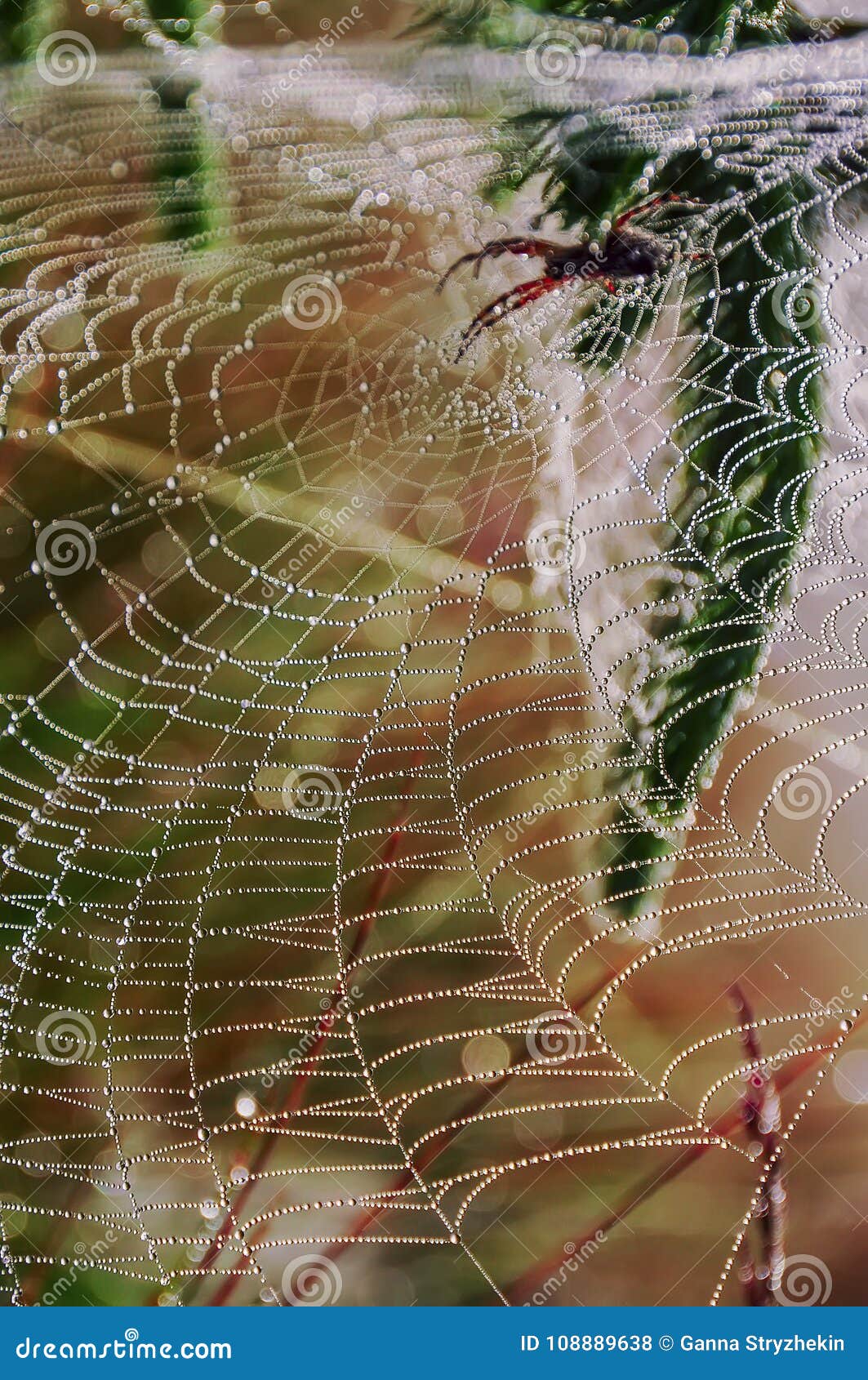 The Spider Websis in Droplets. Natural Texture Stock Photo - Image of ...