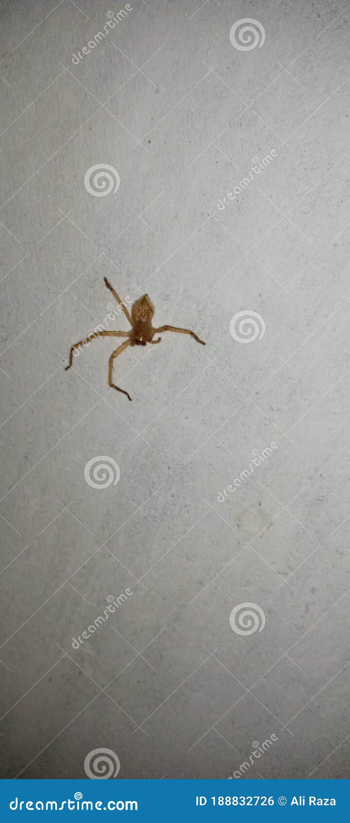A Spider Which Has Four Legs Stock Photo - Image of leaf, legs: 188832726