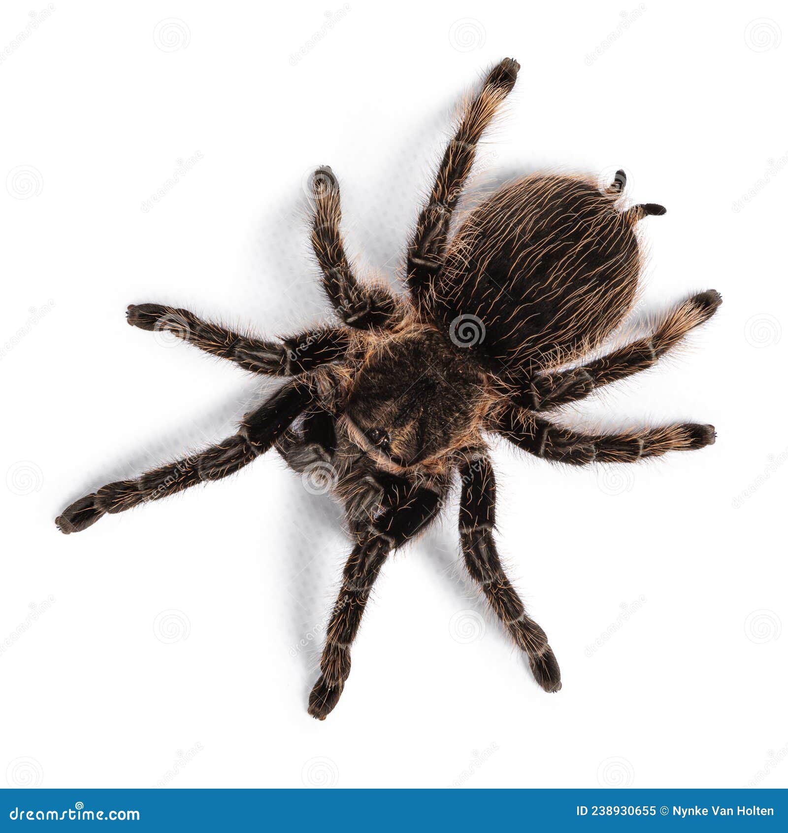 Spider on white background stock image. Image of isolated - 238930655