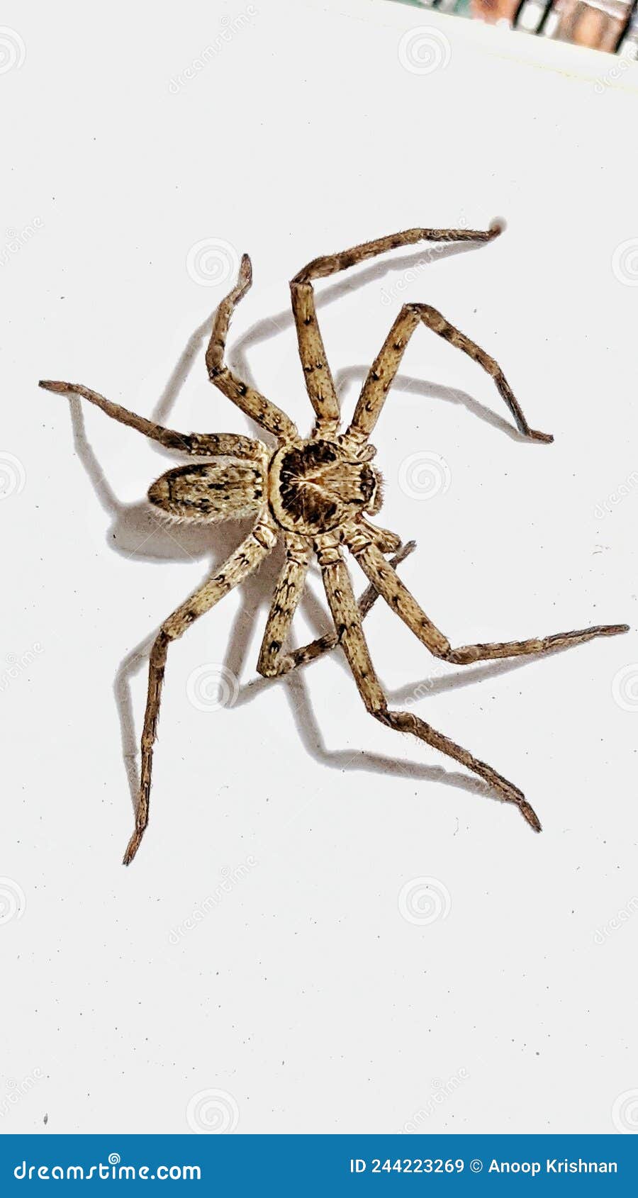 Spider in White Background . Stock Image - Image of arthropod, wing ...