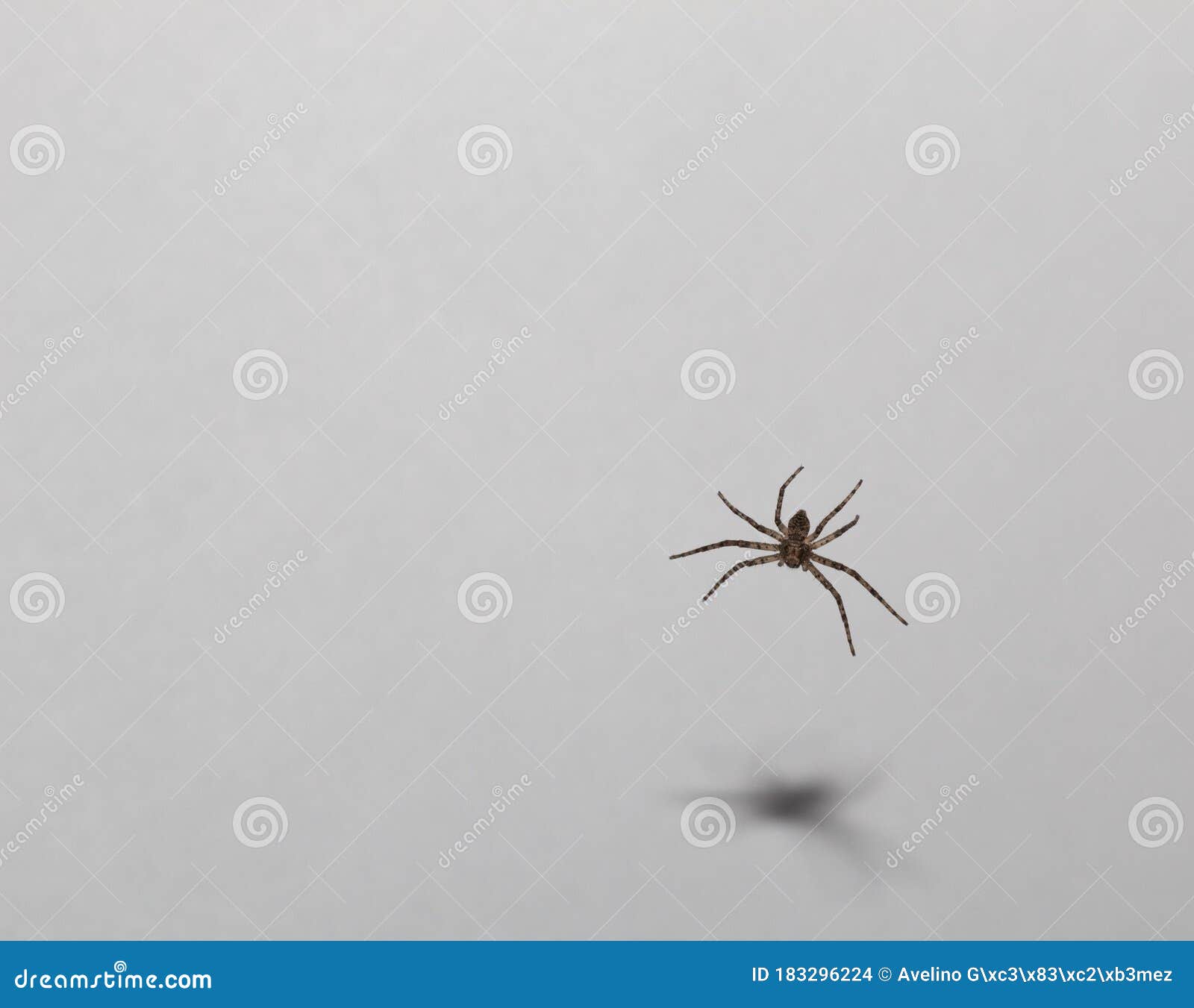 Spider on a White Background Stock Photo - Image of giant, large: 183296224