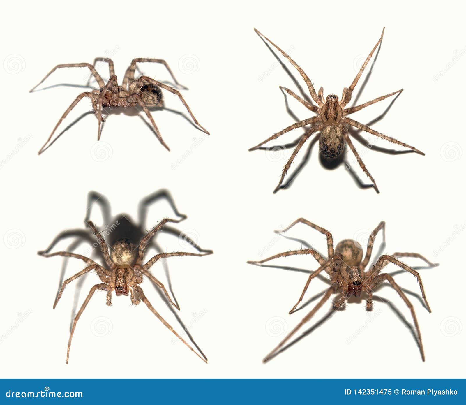 Spider on a White Background in Different Angles Stock Image - Image of ...