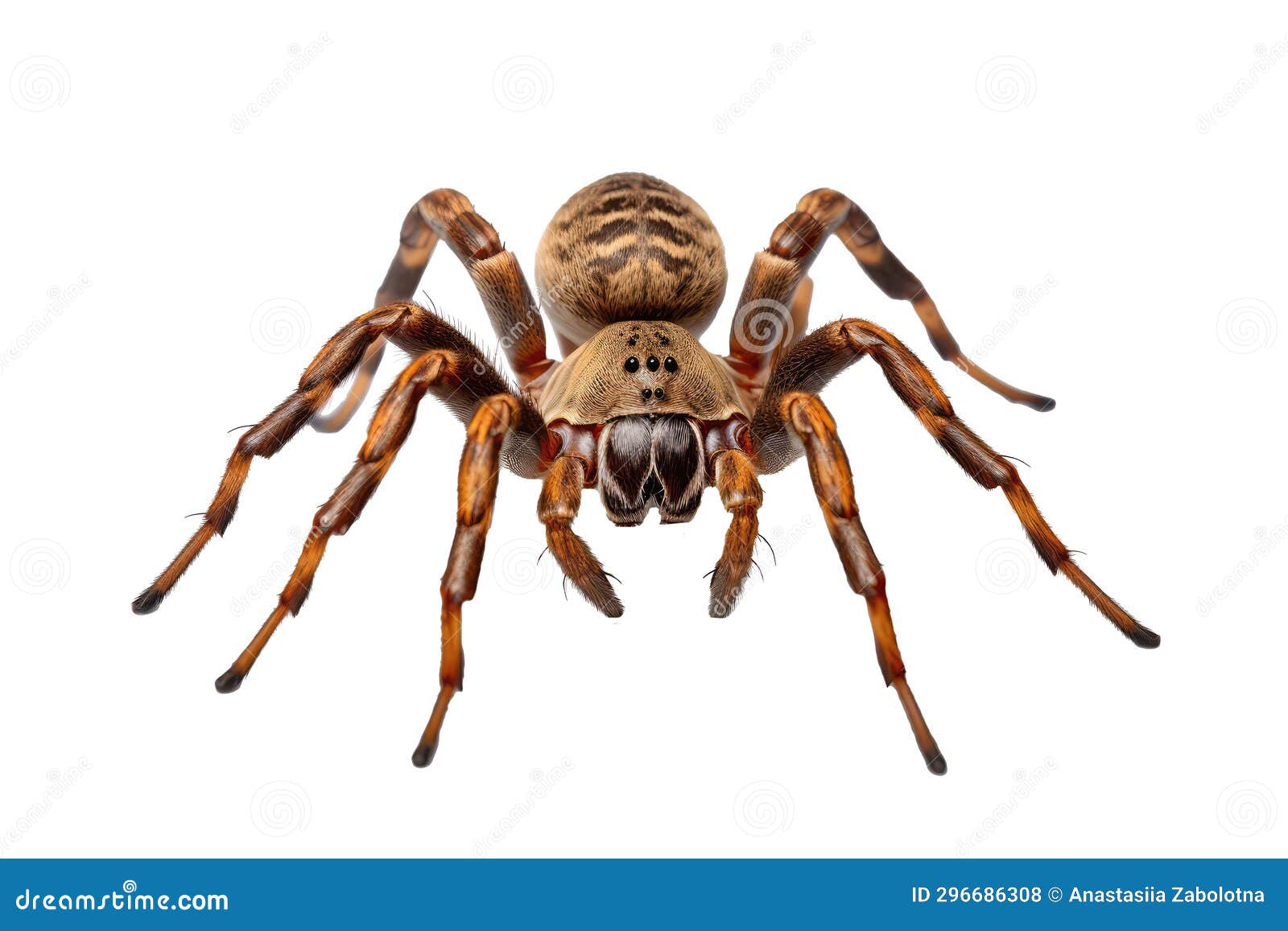 Spider on White Background stock illustration. Illustration of isolated ...