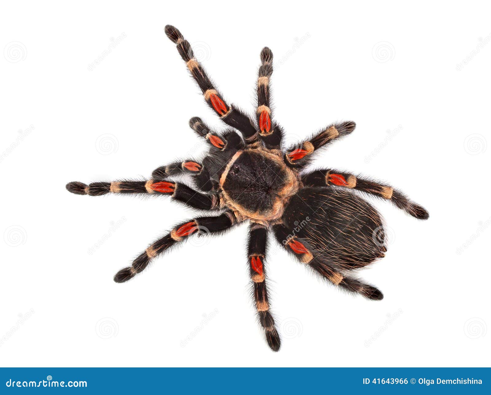 Spider on white background stock photo. Image of hairy - 41643966