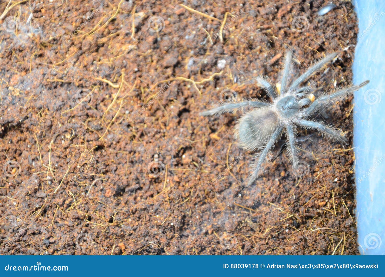 Spider stock photo. Image of peat, worm, spider, spiders - 88039178