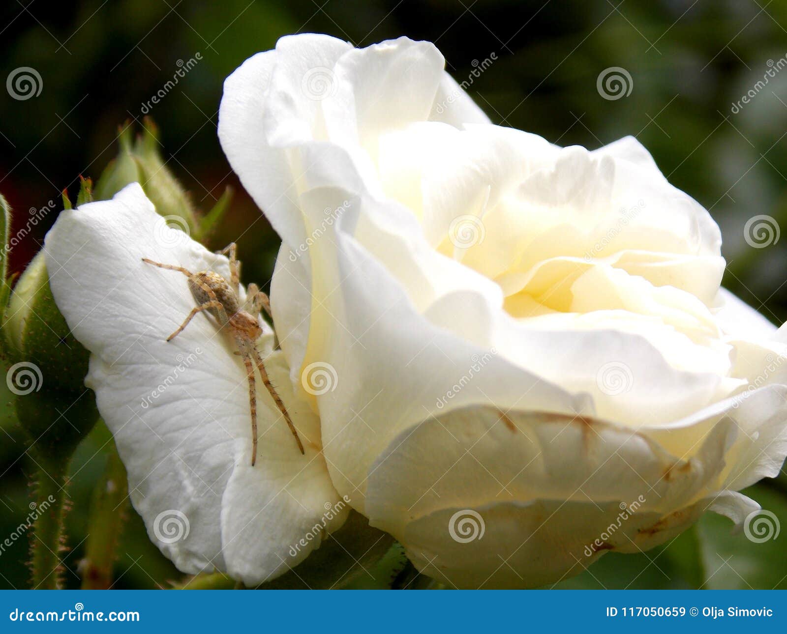 Spider on white rose stock image. Image of small, nature - 117050659