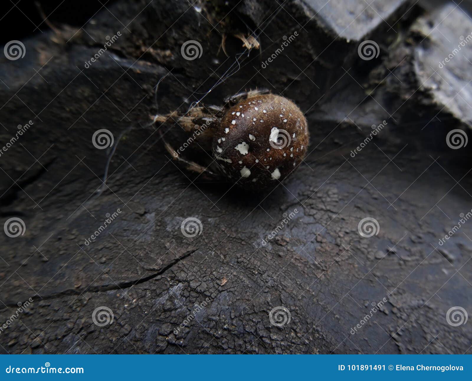 A Big Spider Sitting on a Tire. Stock Image - Image of spider, tire ...