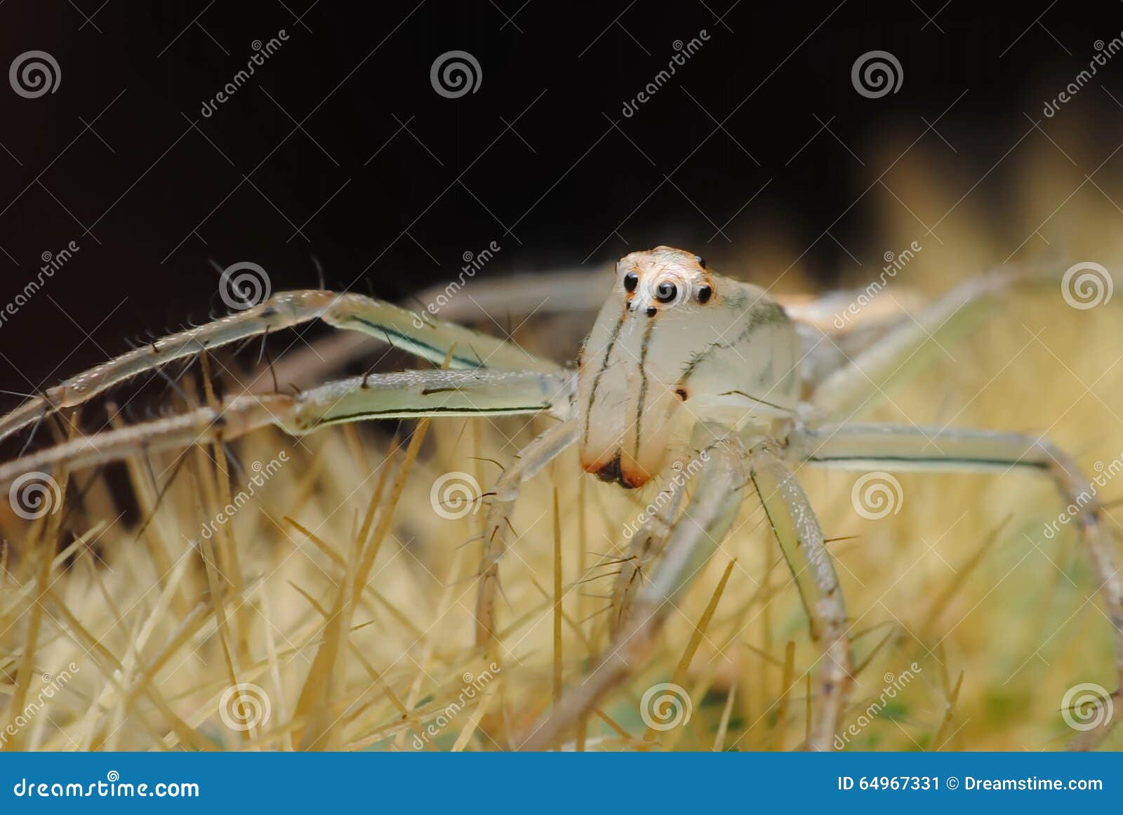 Spider White on thorn stock image. Image of legs, arachnid - 64967331