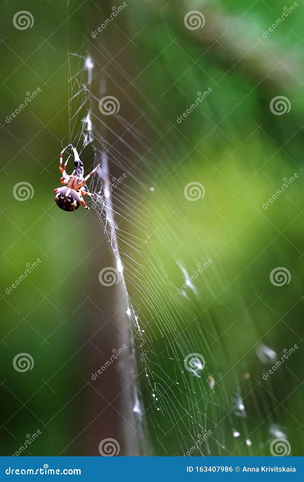 Spider on Wicker Spider Web on Green Stock Photo - Image of macro ...