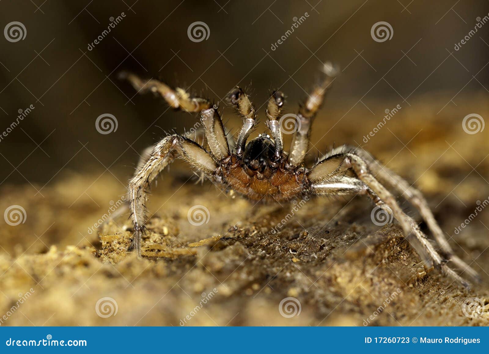 Spider on the wild stock image. Image of dangerous, decay - 17260723