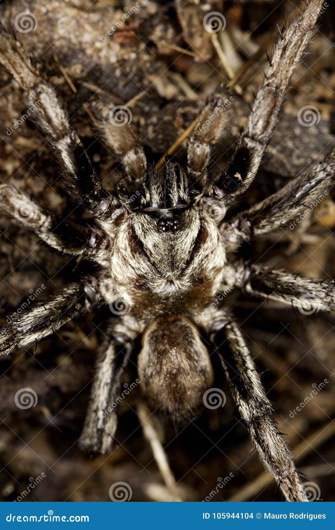 Spider on the wild stock photo. Image of arthropod, decay - 105944104