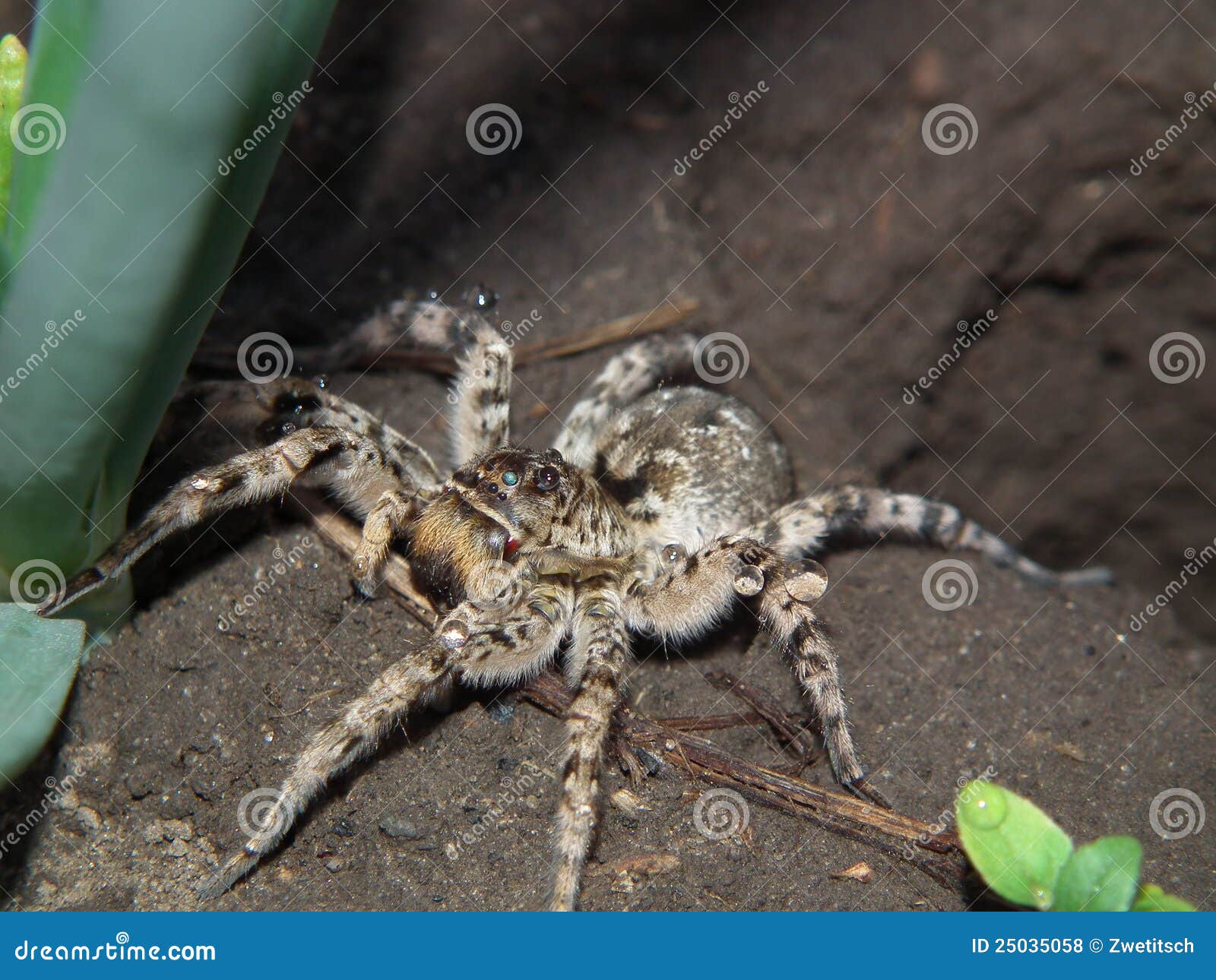 Spider-wolf stock photo. Image of chitin, ecology, forest - 25035058