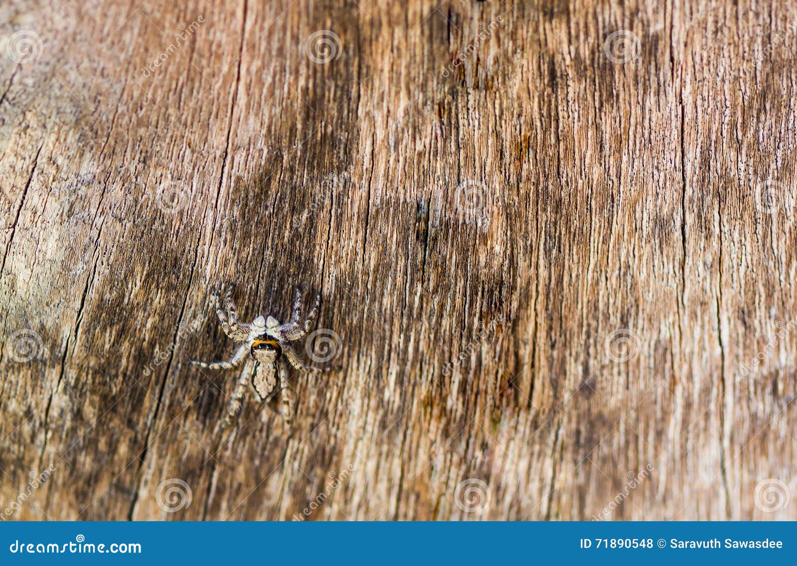 Spider on wood stock photo. Image of nature, idea, wood - 71890548