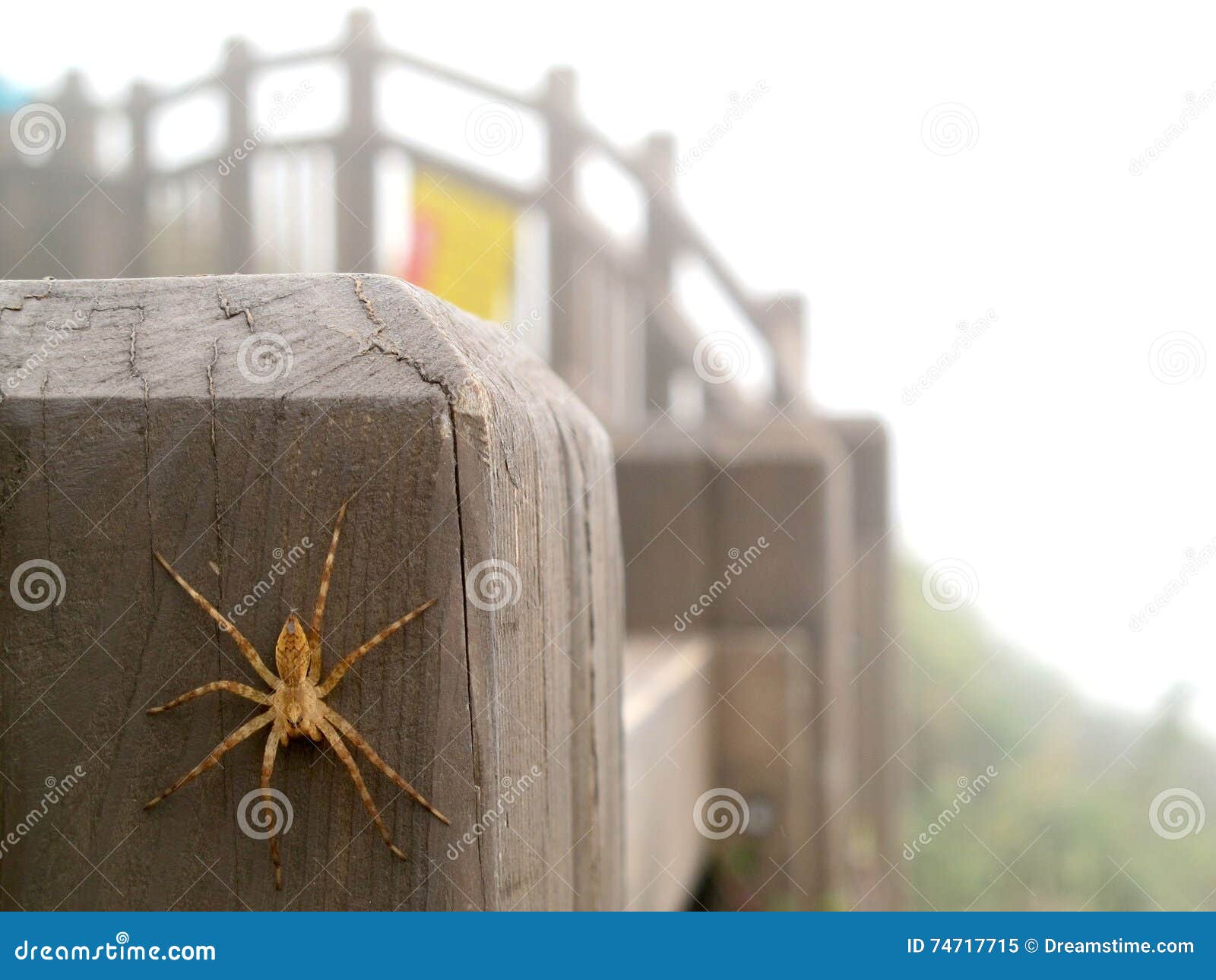 Spider on wooden railing stock image. Image of sidewalk - 74717715