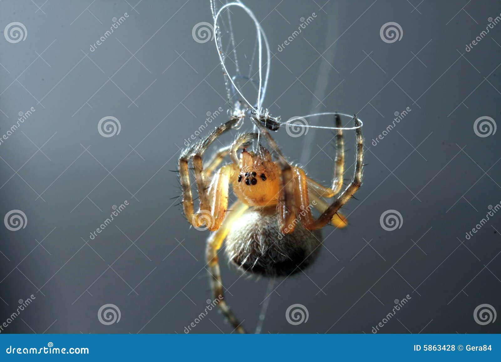 A spider for work stock photo. Image of dexterity, desktop - 5863428