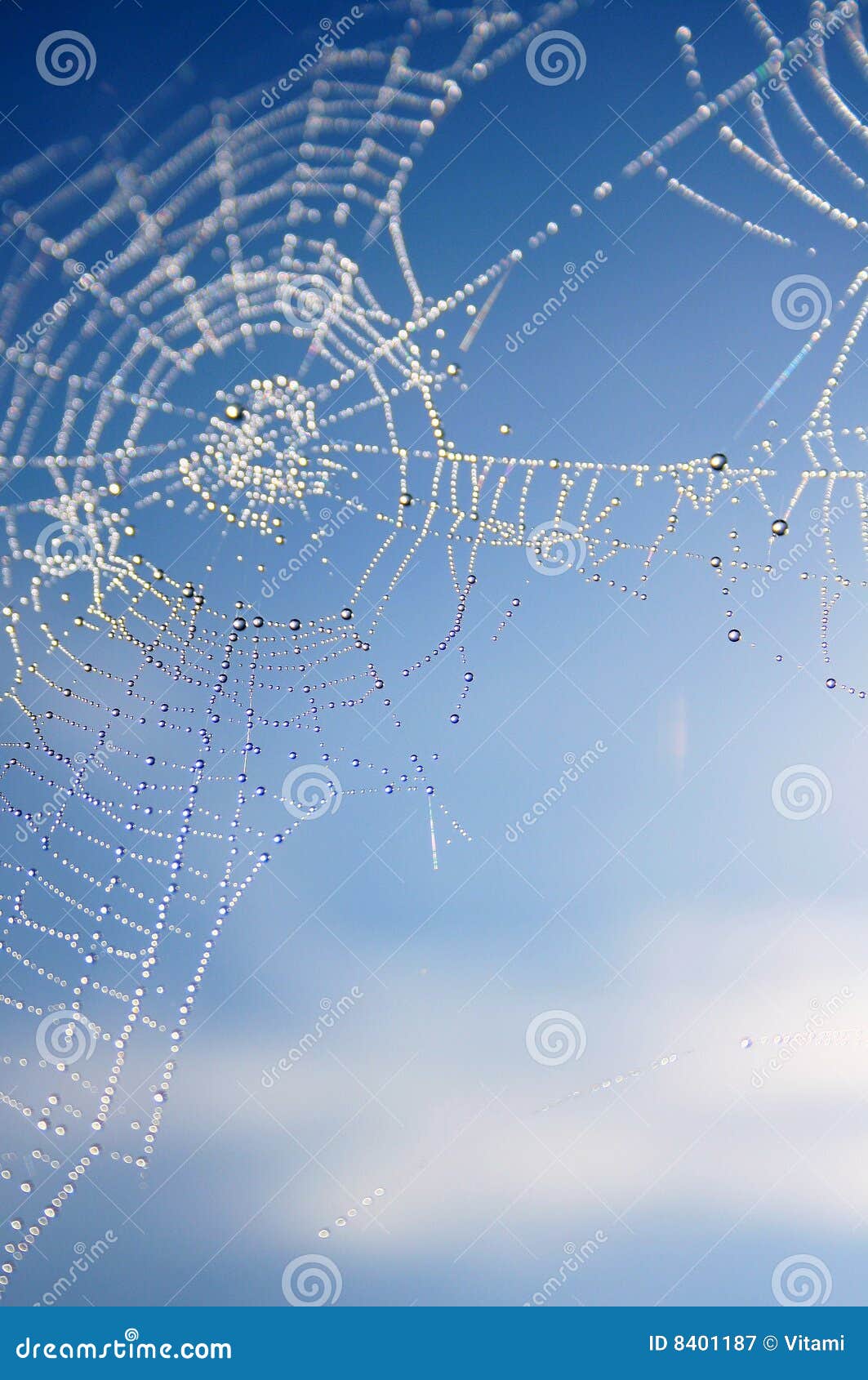 Spider work stock image. Image of summer, work, background - 8401187