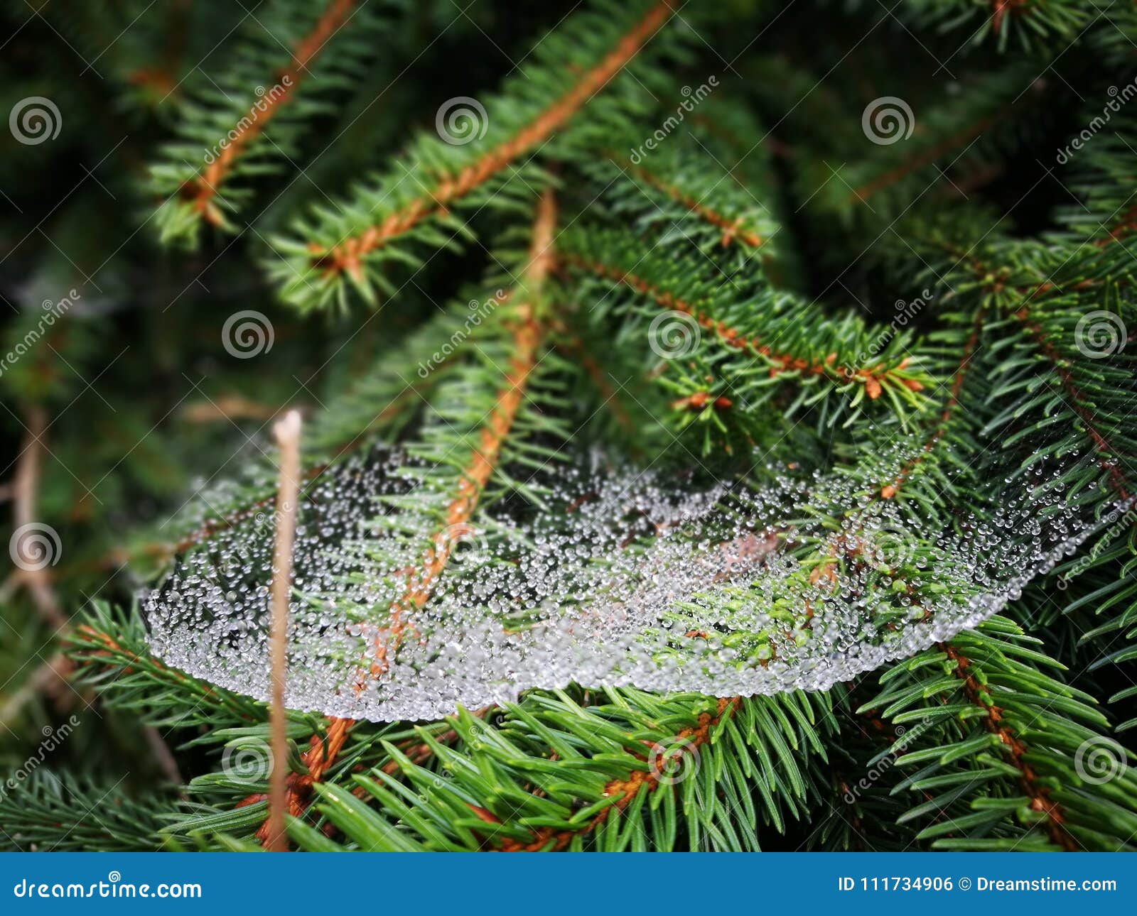 Spider work stock photo. Image of autumn, spiderweb - 111734906