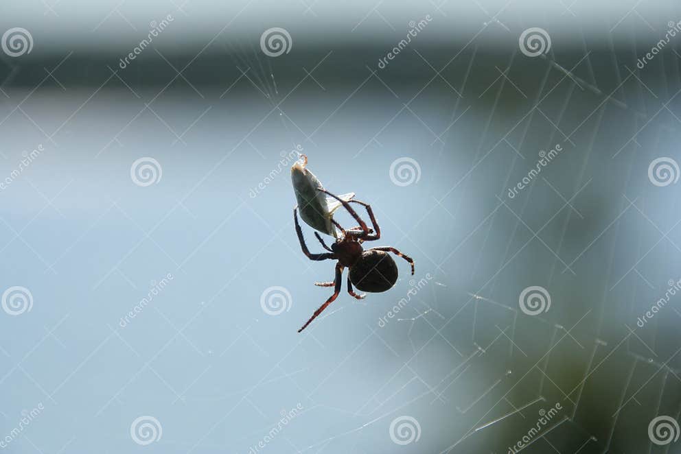 Spider at work stock image. Image of spider, veierland - 119259015