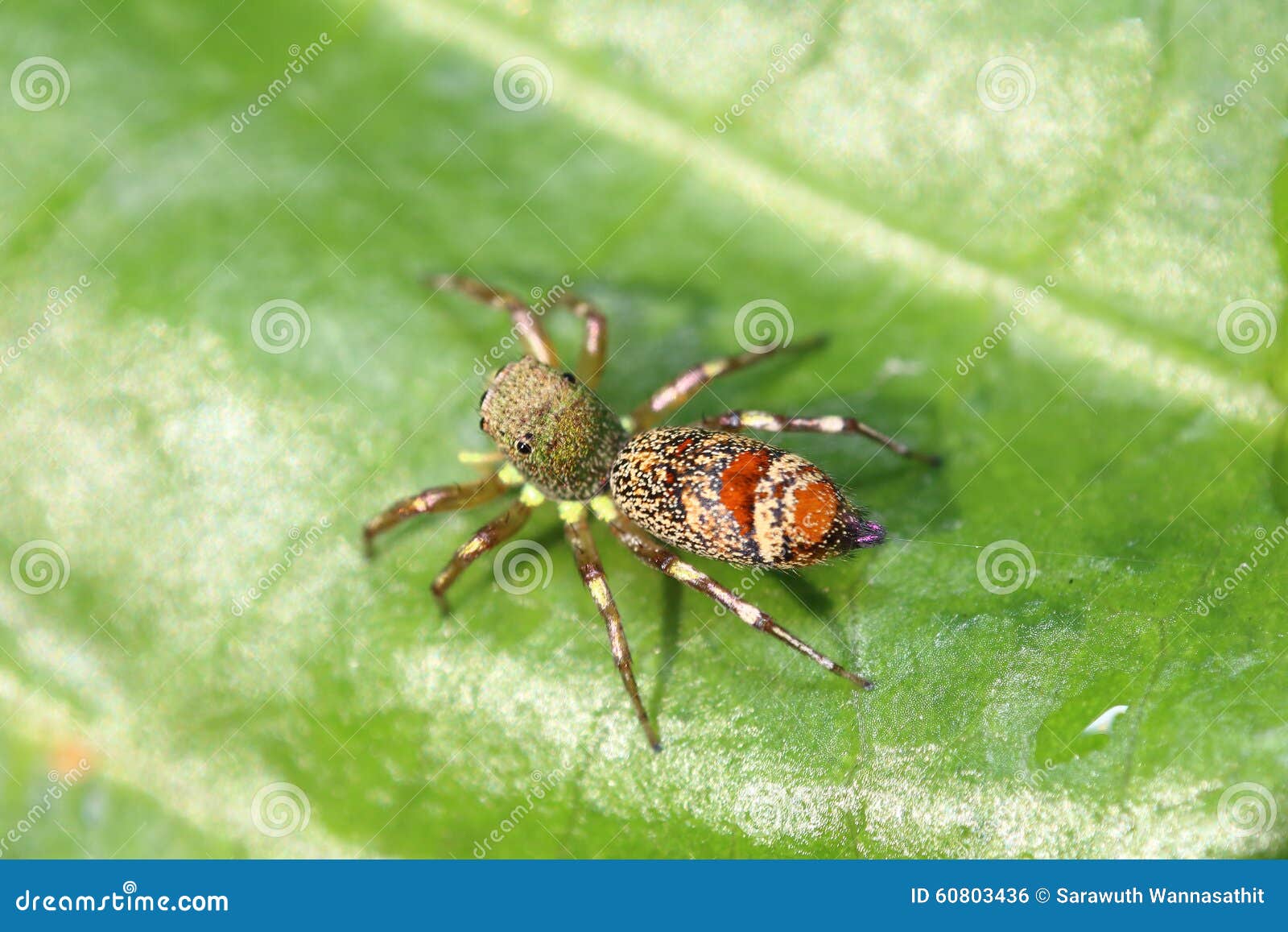 Spider Working in the Green Tree Stock Photo - Image of ants, formica ...
