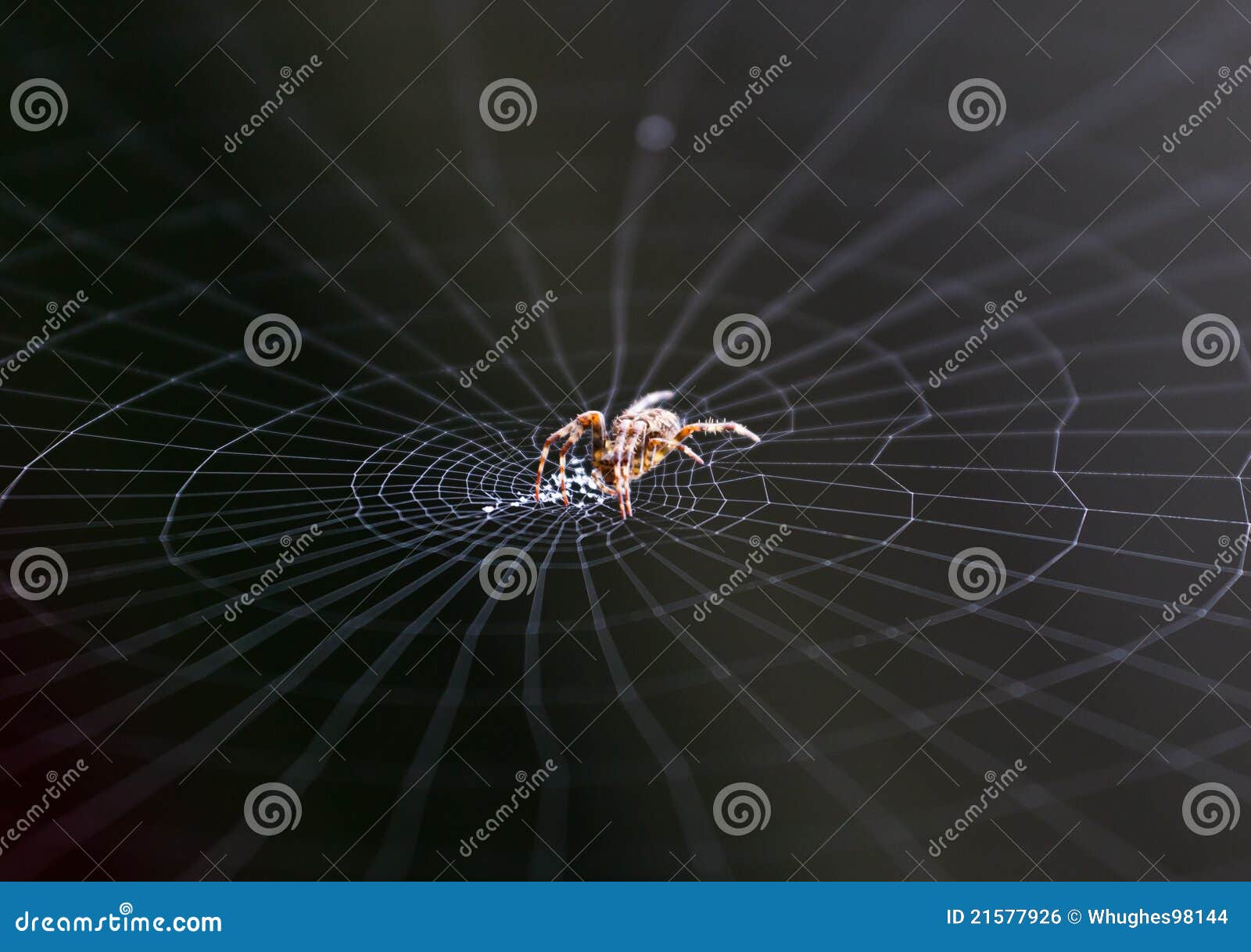 Spider working on her web stock photo. Image of cobweb - 21577926